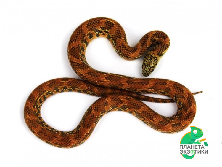 Королевская змея Гойна (Lampropeltis getula Goini) купить в Планете ...